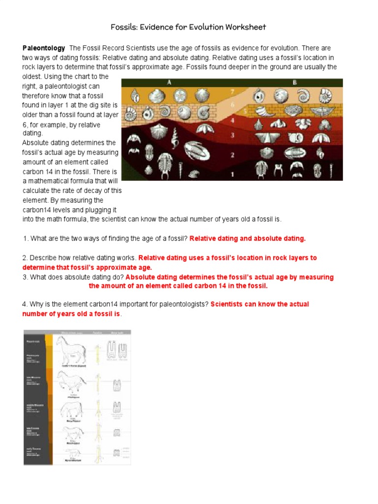 Fossils: Evidence For Evolution Worksheet: Paleontology | PDF ...