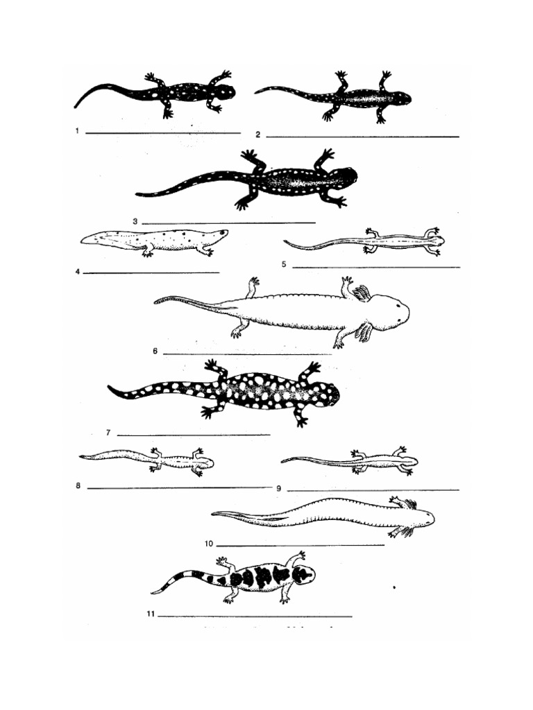 Using A Dichotomous Key - Salamanders | Herpetology | Amphibian