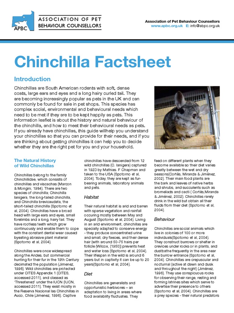 Chinchilla Factsheet: Association of Pet Behaviour Counsellors | PDF ...