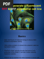 Lipofectamine MessengerMAX Man | PDF | Messenger Rna | Transfection