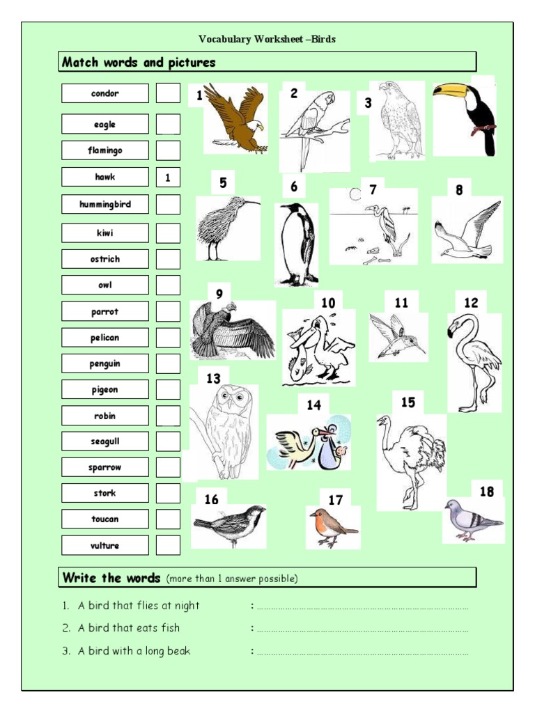 Match Words and Pictures 1 3 2 4 8: Vocabulary Worksheet - Birds | PDF
