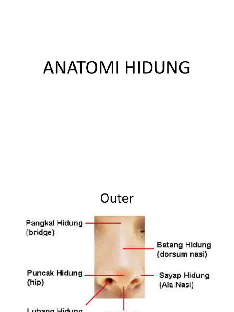 Anatomi Hidung | PDF