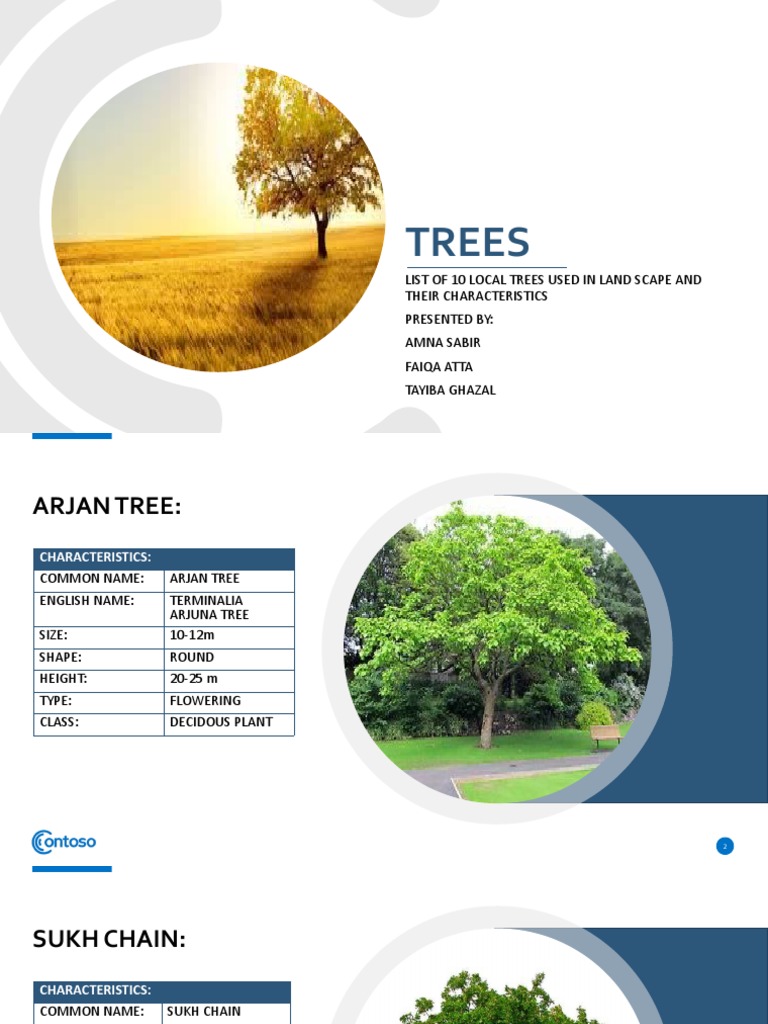 Trees | PDF | Trees | Botany
