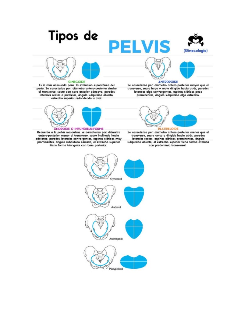 Tipos De Pelvis INERVACIÓN DE LA PARED PÉLVICA | Dolopedia