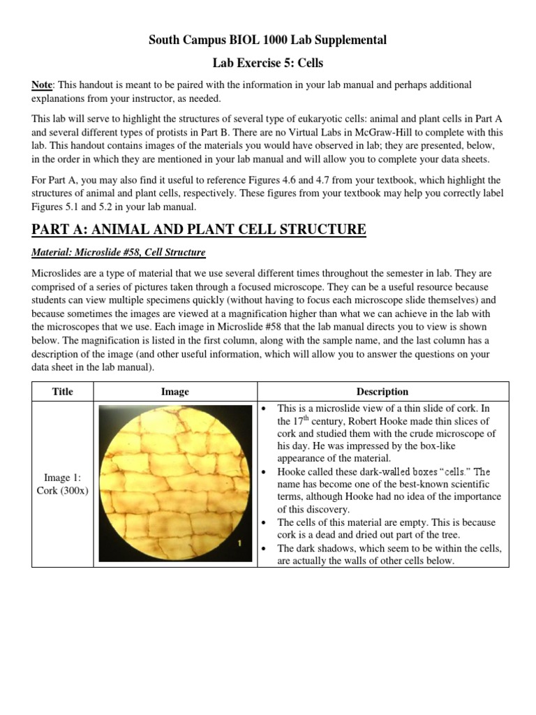 BIOL 1000 Ex05 (Cells) Handout - F20 | PDF | Cell (Biology) | Cell Nucleus