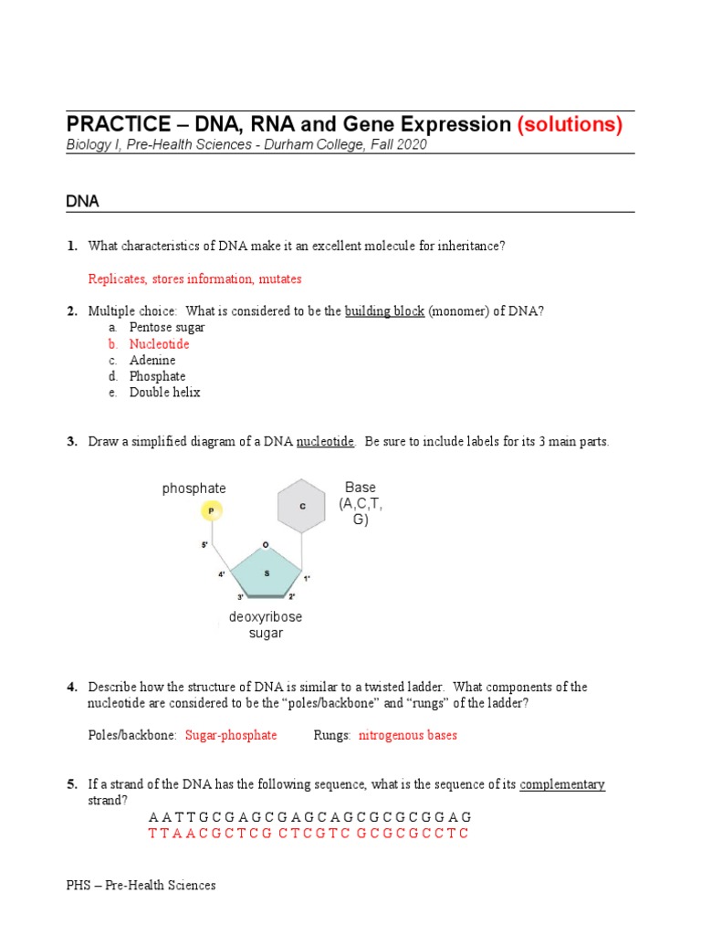 Practice - DNA, RNA, Gene Expression (Solutions) | PDF | Translation ...