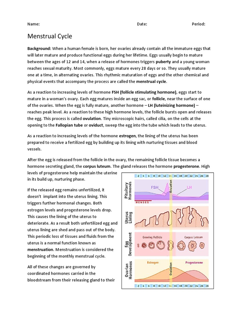 Menstrual Cycle Lab 13-14 | PDF | Menstrual Cycle | Ovary