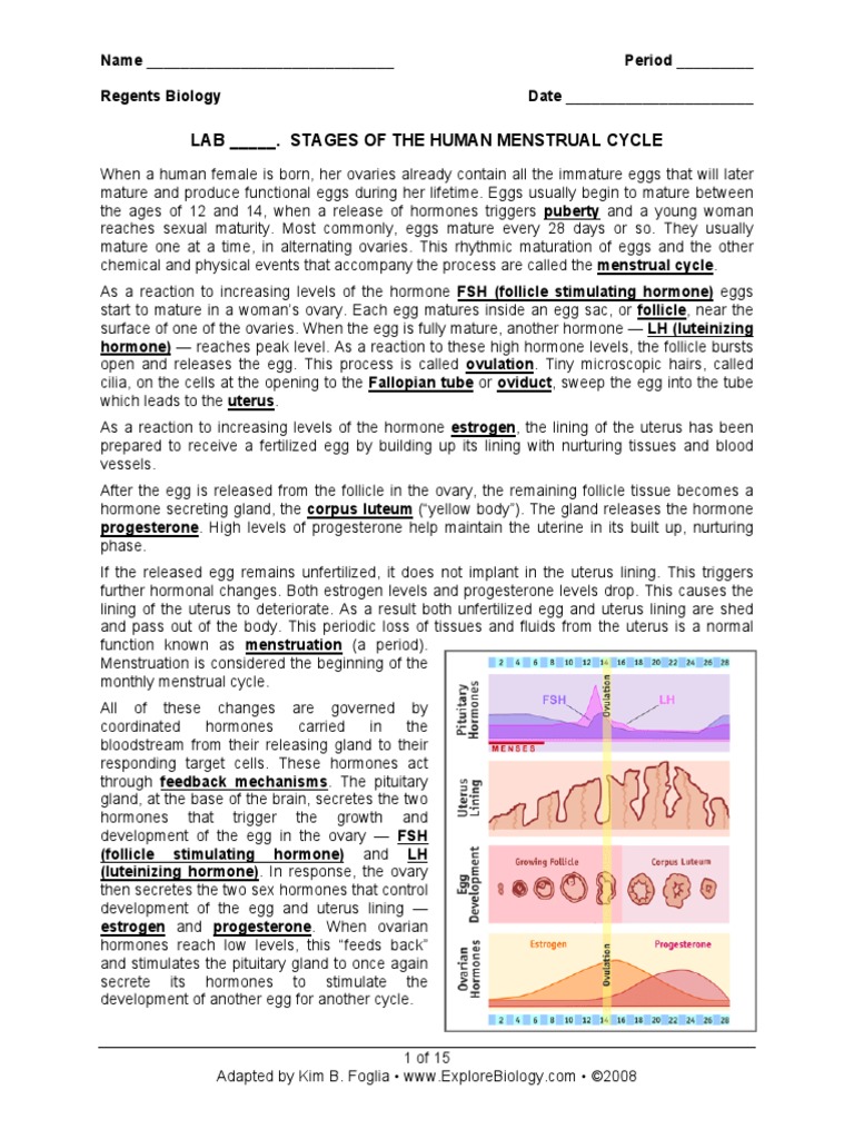 Lab - Stages of The Human Menstrual Cycle | PDF | Ovary | Luteinizing ...