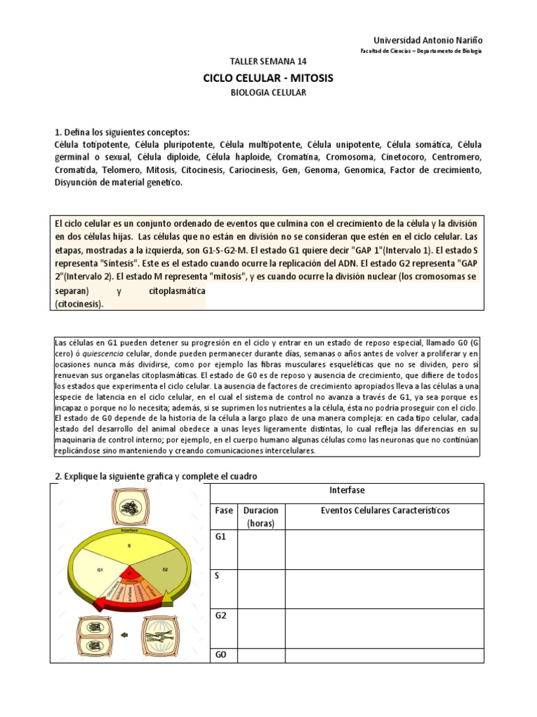Taller de Biología Celular: Mitosis | PDF | Mitosis | Ciclo celular