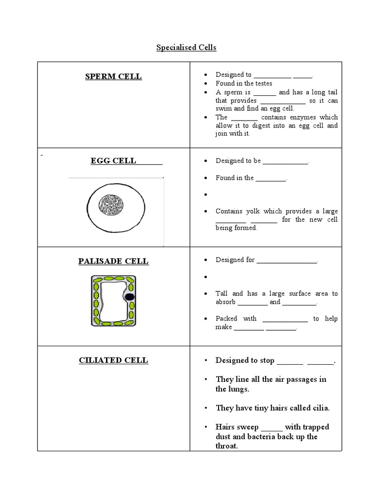 Sperm Cell: Specialised Cells | PDF | Egg | Lung