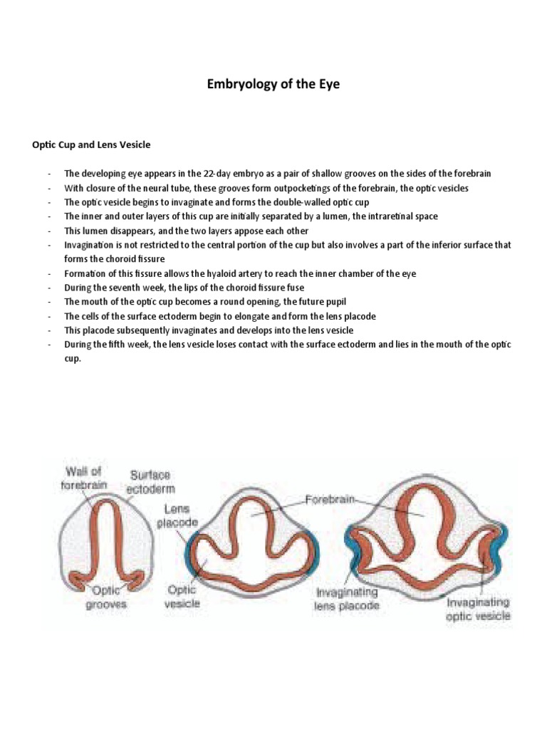 Embryology of The Eye: Optic Cup and Lens Vesicle | PDF | Ophthalmology ...