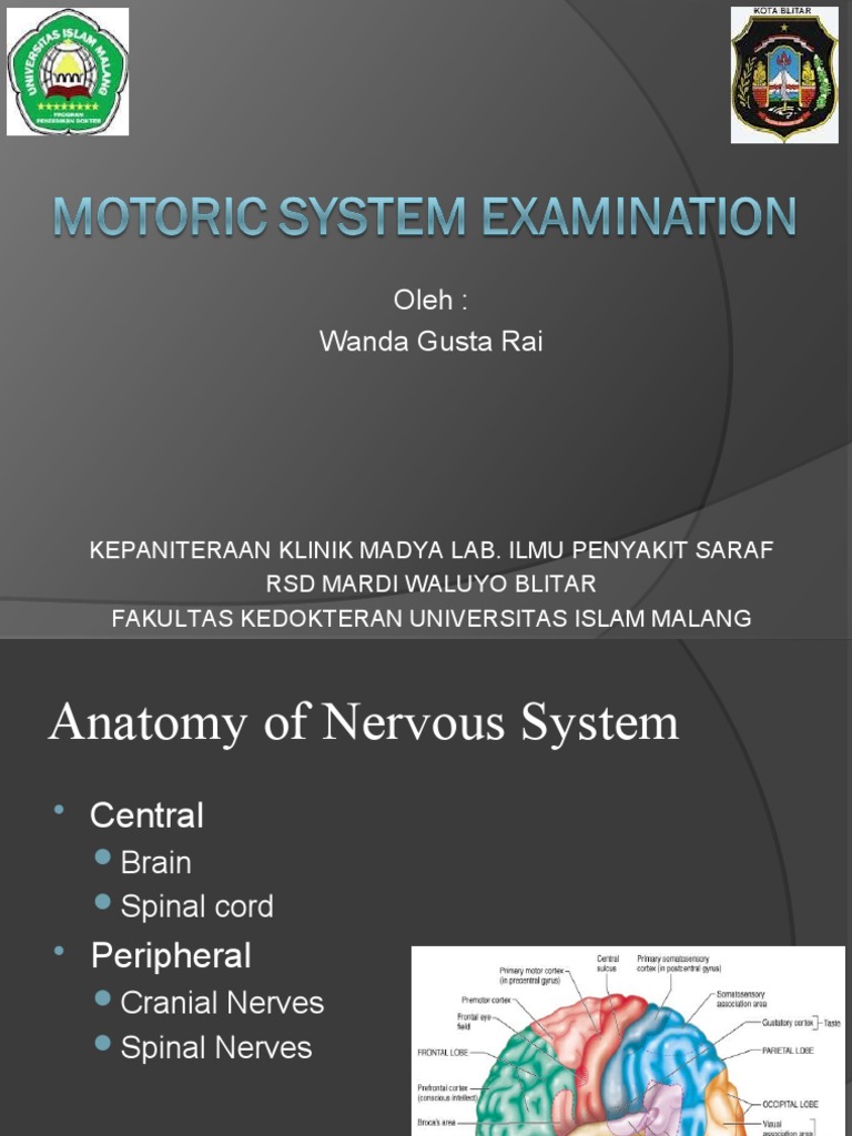 The Neurological Examination | PDF | Brainstem | Brain