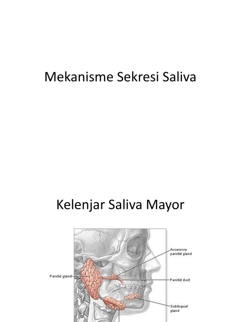 Mekanisme Sekresi Saliva | PDF