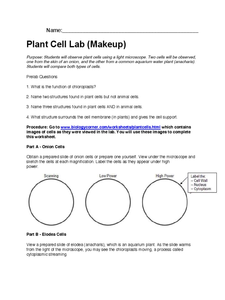 Eukaryote Lab (Virtual) Plant | PDF | Wellness