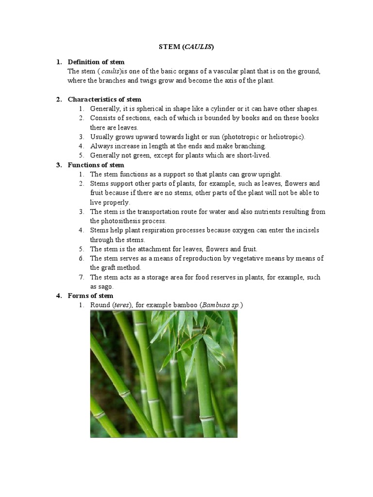 Stem (Caulis) 1. Definition of Stem | PDF | Plant Stem | Leaf