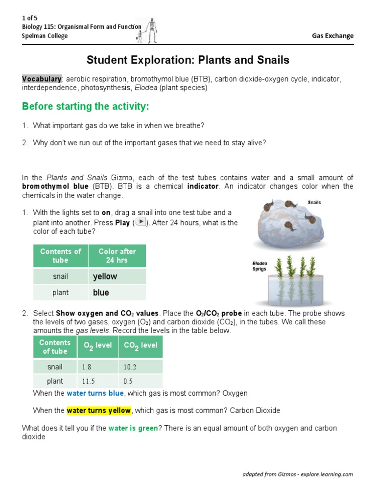 Plants and Snails Gas Exchange Activity | PDF | Carbon Dioxide ...