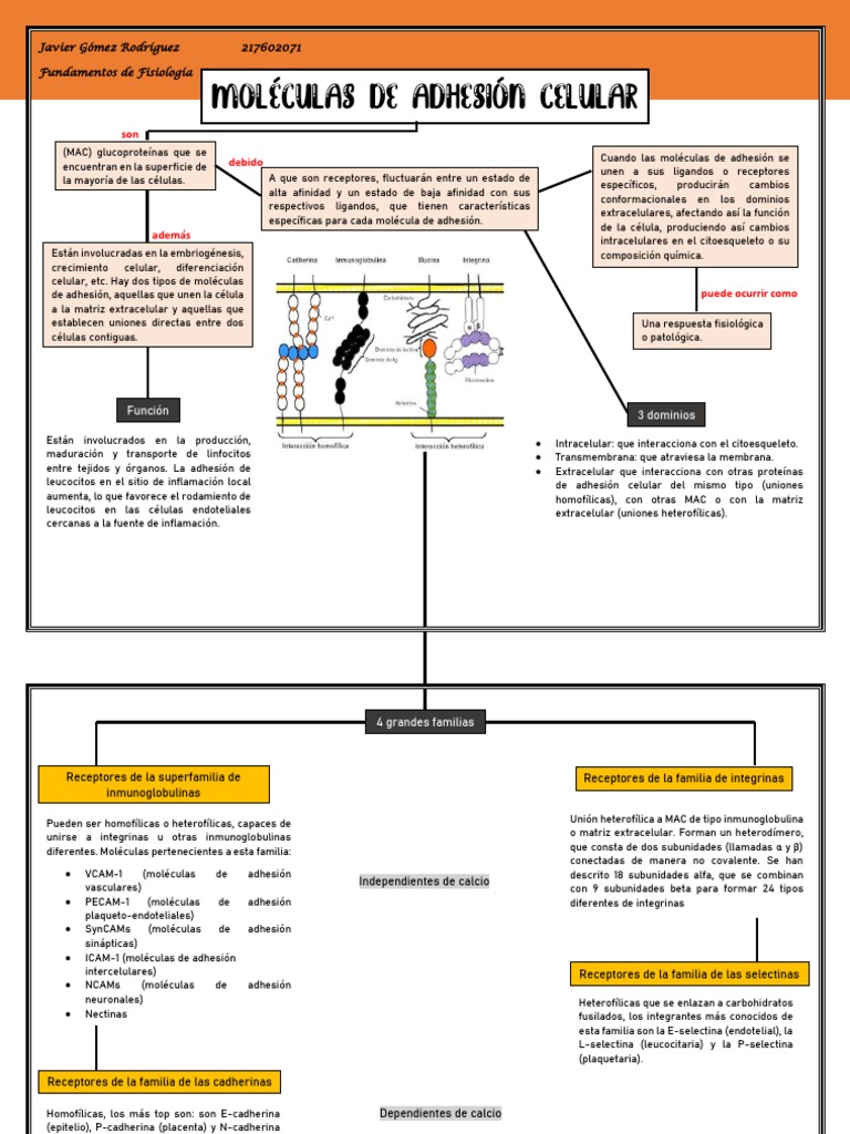 Moleculas de Adhesion Celular | PDF | Bioquímica | Química