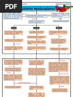 PH Mapa Conceptual | PDF | Ph | Ácido