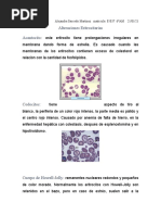 CODOCITOS | PDF | Glóbulo rojo | Sangre