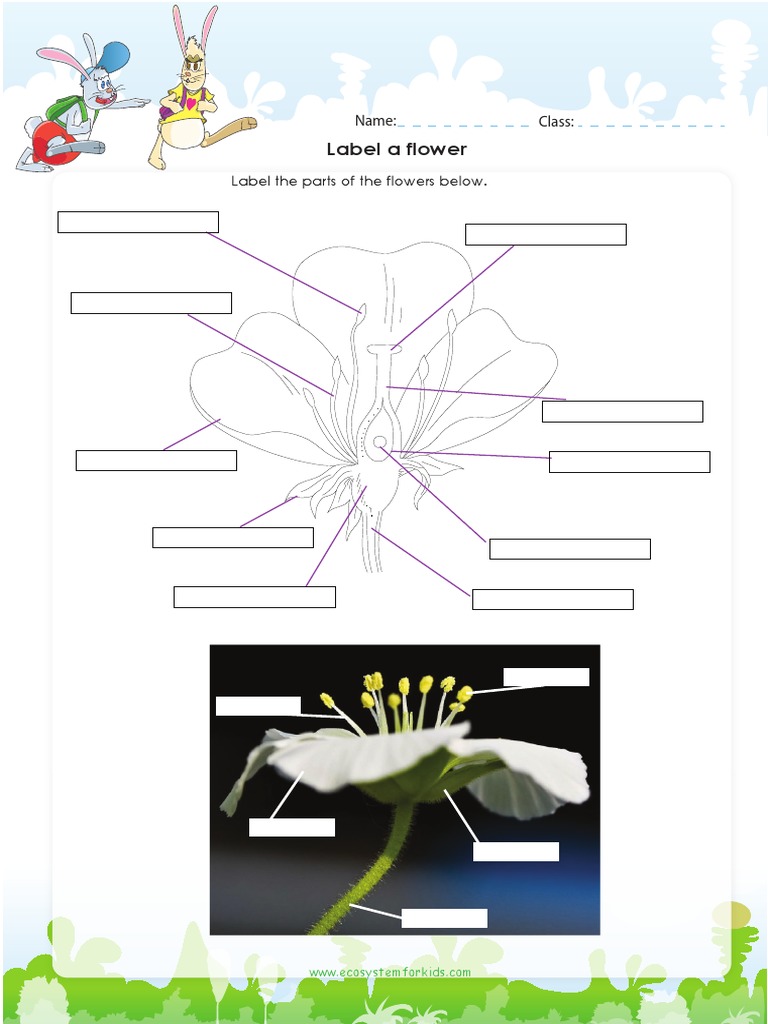 Label A Flower: Label The Parts of The Flowers Below | PDF