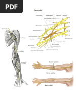 PALESTESIA Definicion y Exploración | PDF | Mano | Sistema ...