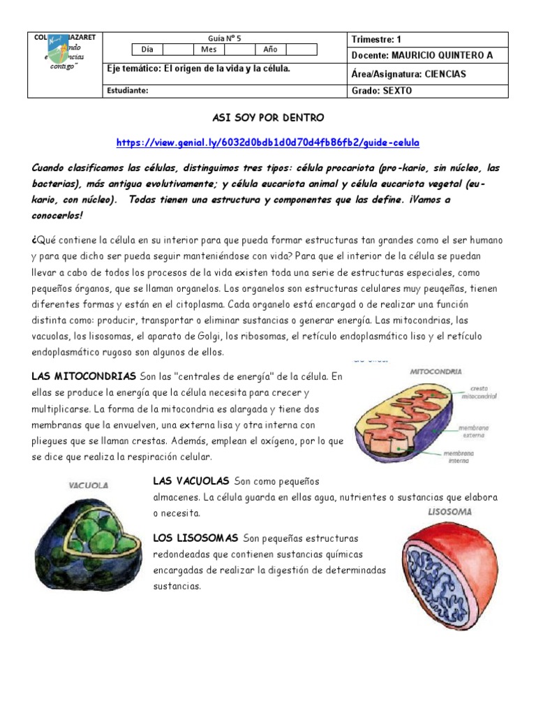 Guía de Ciencias: La Célula para Sexto Grado | PDF | Citoplasma ...
