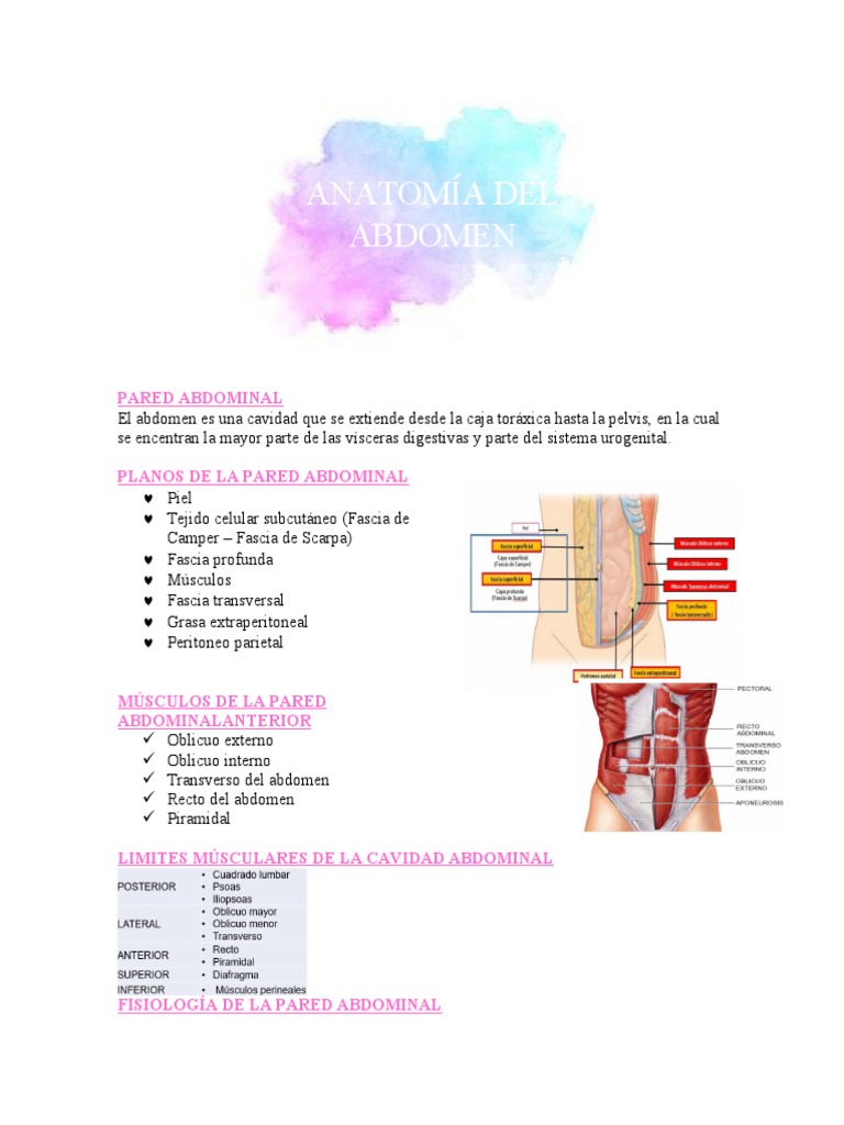 Anatomía y Funciones del Abdomen | PDF | Abdomen | Digestión