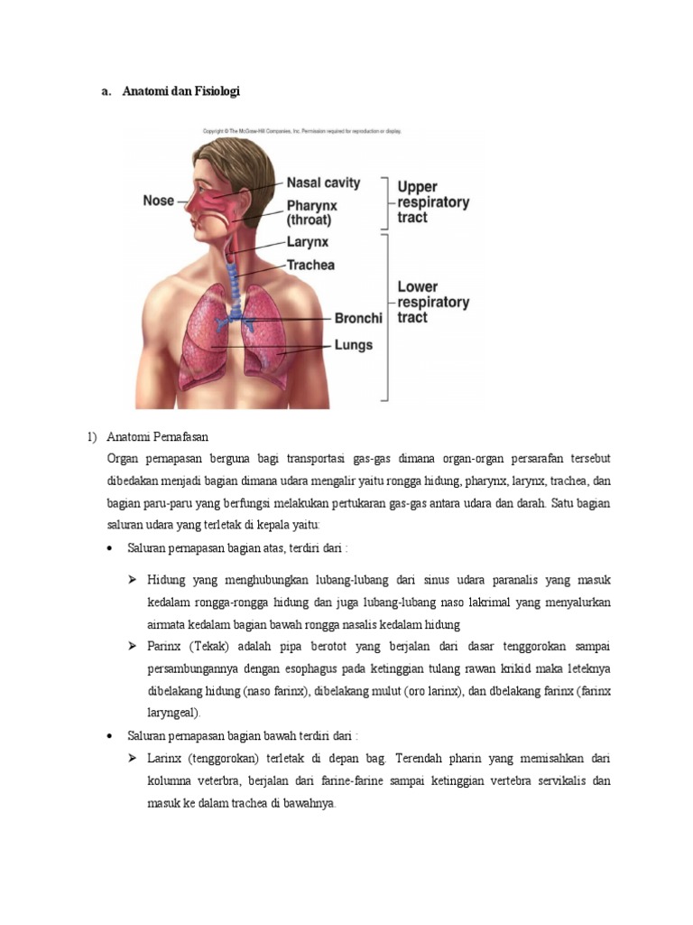 Anatomi Dan Fisiologi Bronkopneumonia | PDF
