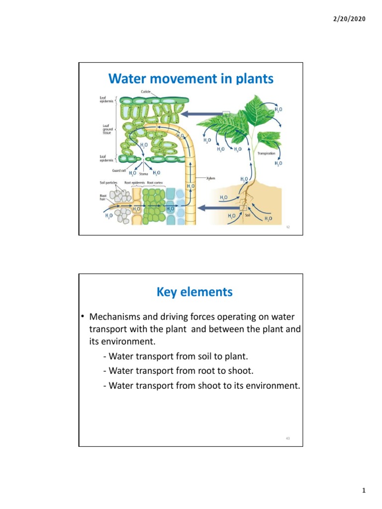 Lecture Notes - Plant Water Relations 2 | PDF | Soil | Leaf