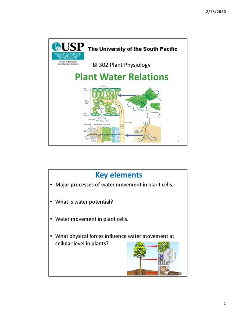 Lecture Notes - Plant Water Relations 1 | PDF