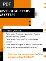 Integumentary System Worksheet | PDF | Skin | Integumentary System