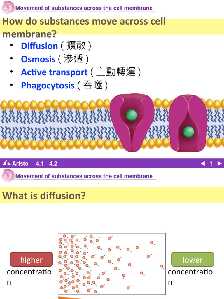 How Do Substances Move Across Cell Membrane?: Diffusion Osmosis Active ...