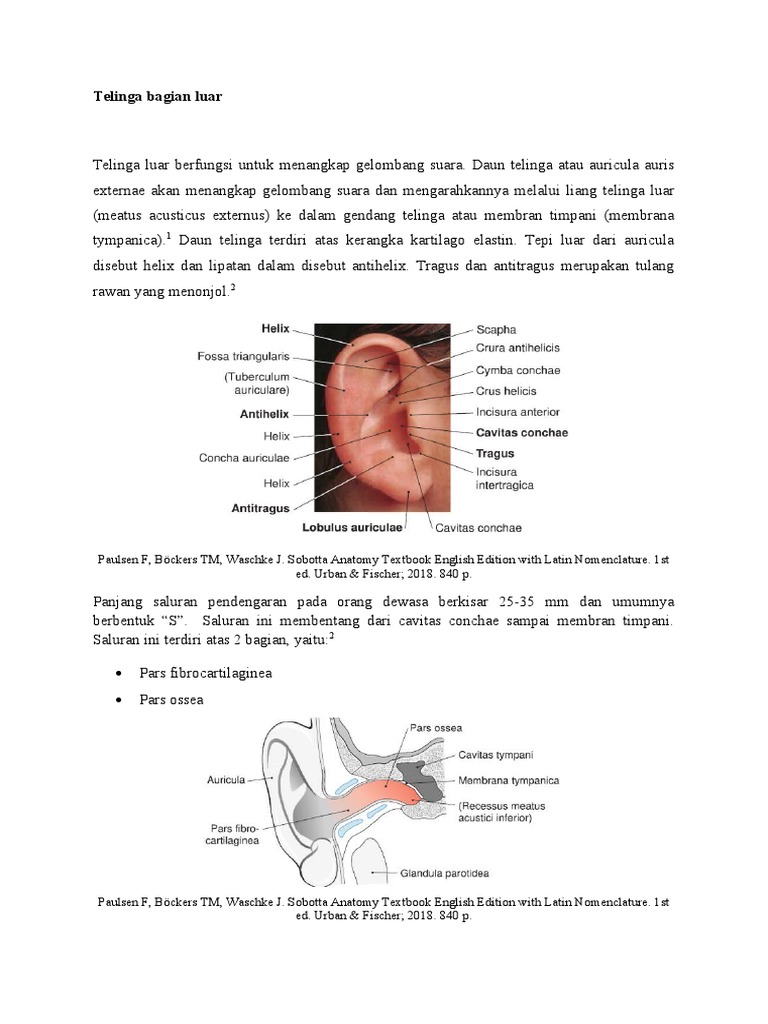 Anatomi Telinga | PDF