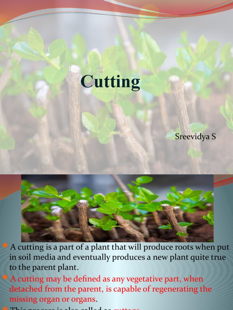 Cutting | PDF | Leaf | Landscape Architecture