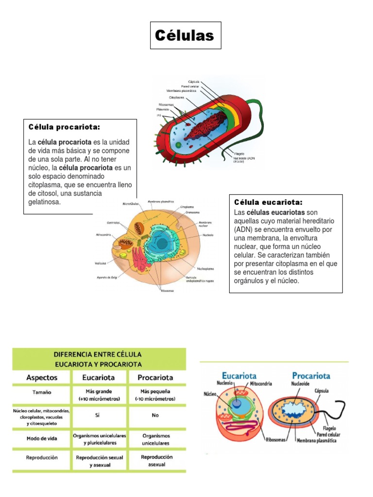 Bitacora | PDF | Citoplasma | Biología Celular)