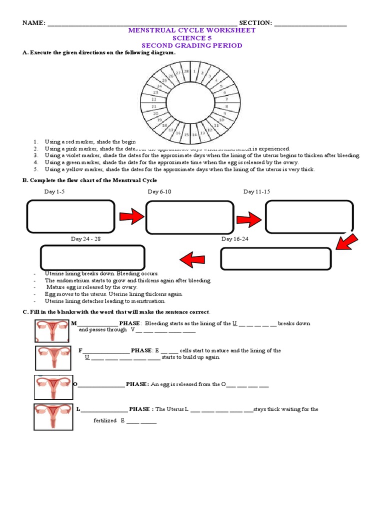 Menstrual Cycle Worksheet Science 5 Second Grading Period | PDF