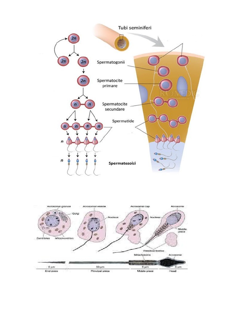 SPERMATOGENEZA | PDF