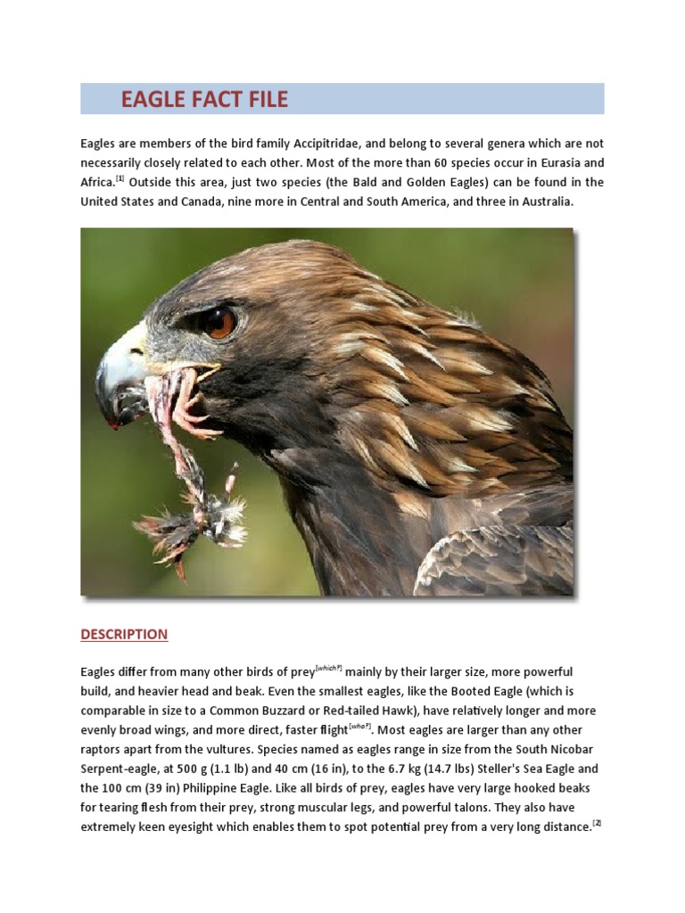 Eagle Fact File | PDF | Eagle | Bald Eagle