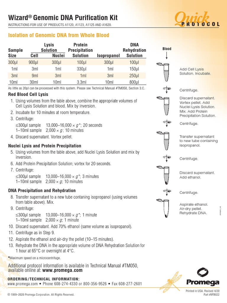 Wizard Genomic Dna Purification Kit Quick Protocol | PDF | Lysis ...
