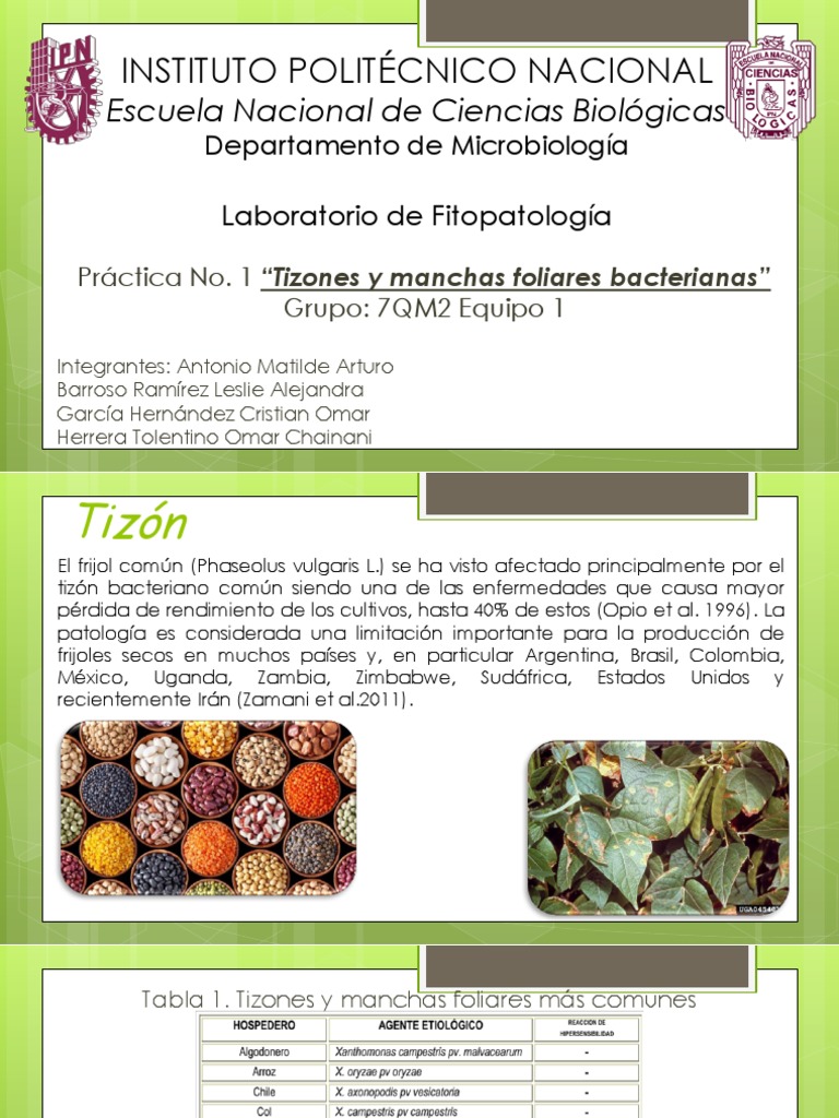Tizones Bacterianos | PDF | Phaseolus Vulgaris | Las bacterias