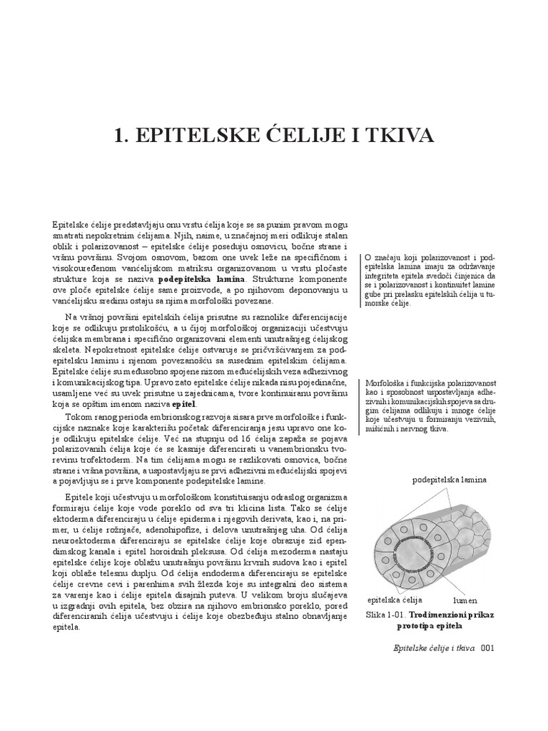 01a Epitelske Celije I Tkiva BH | PDF
