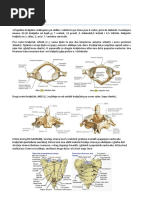Sobotta-Atlas Anatomije Covjeka 1 | PDF