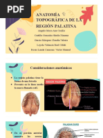Region Geniana | PDF | Cabeza y cuello humanos | Anatomía humana