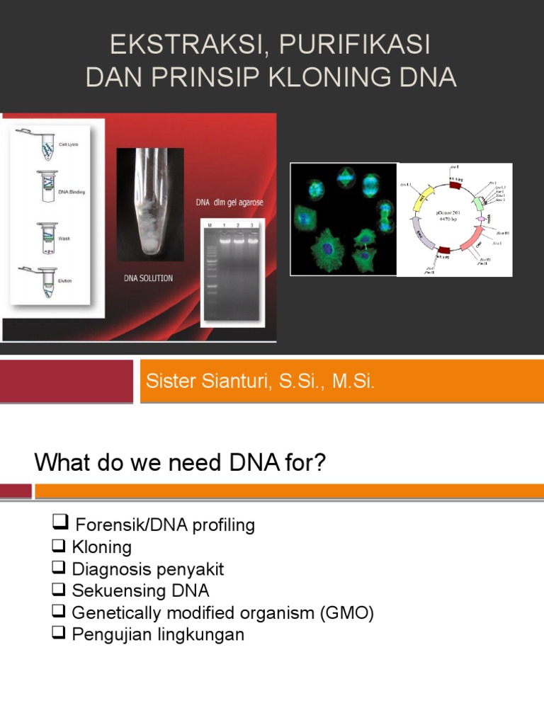 Pertemuan 4 Ekstraksi Dan Kloning Dna | PDF | Gel Electrophoresis | Agarose Gel Electrophoresis
