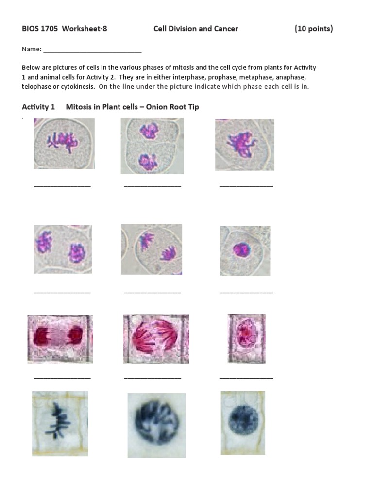 Cell Division - Worksheet | PDF