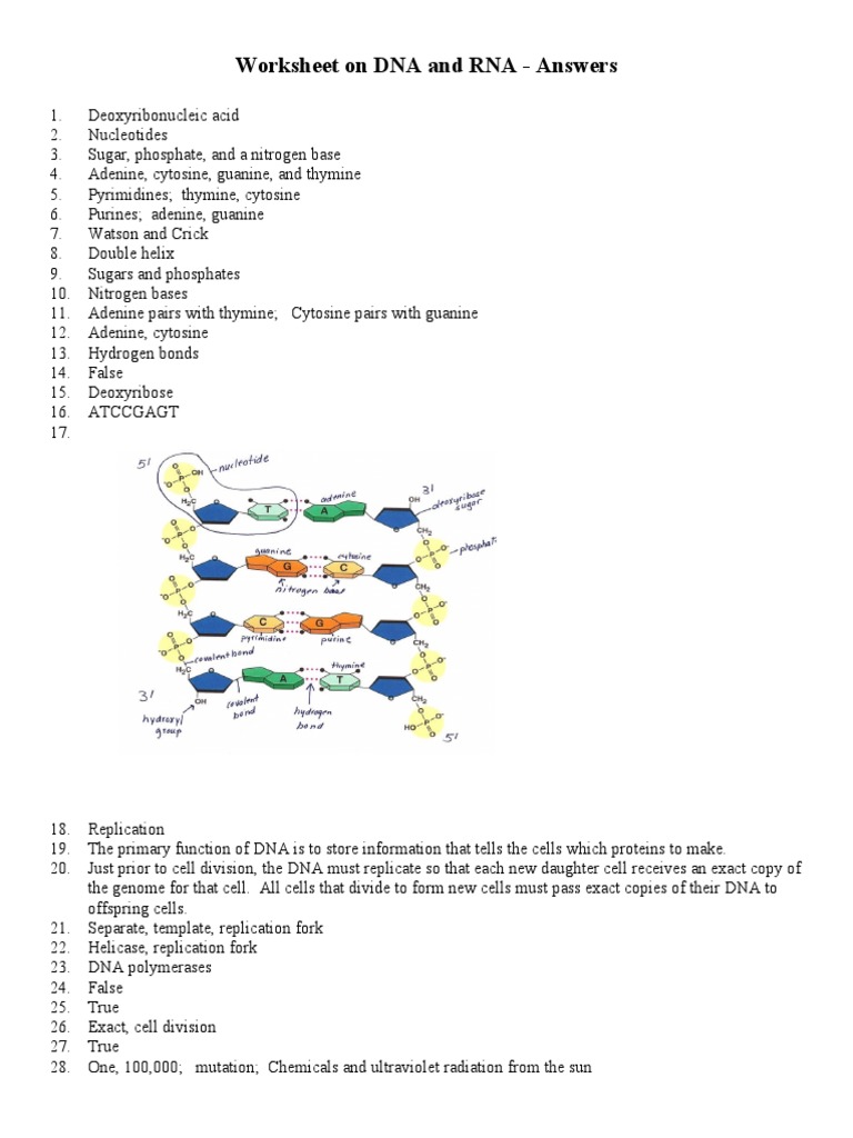 Worksheet On DNA and RNA Answers | PDF | Rna | Dna