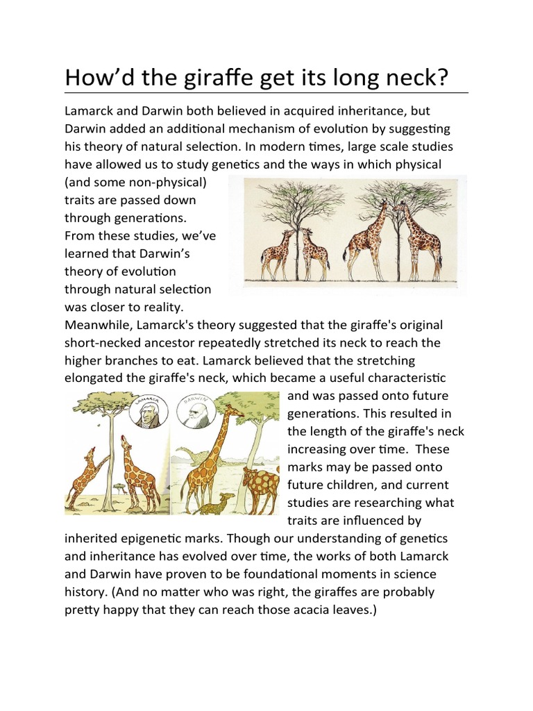 Infographic Summary Giraffe Biology - Jimmy-9A-12 | PDF