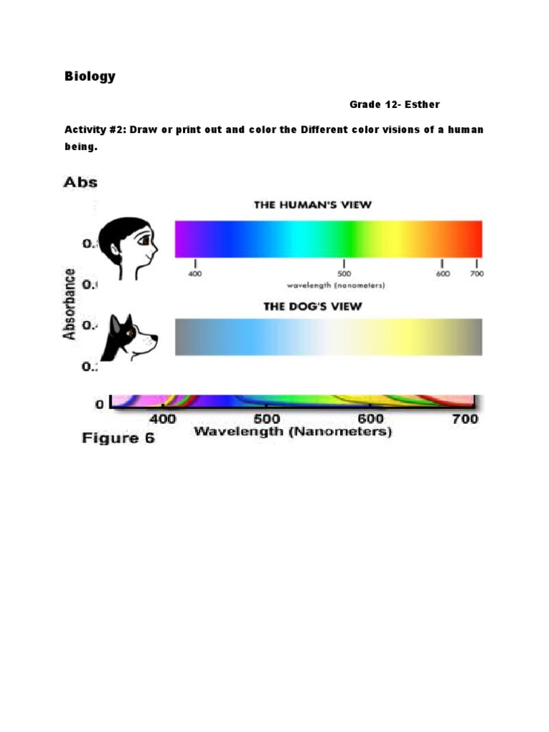 Biology: Grade 12-Esther Activity #2: Draw or Print Out and Color The ...