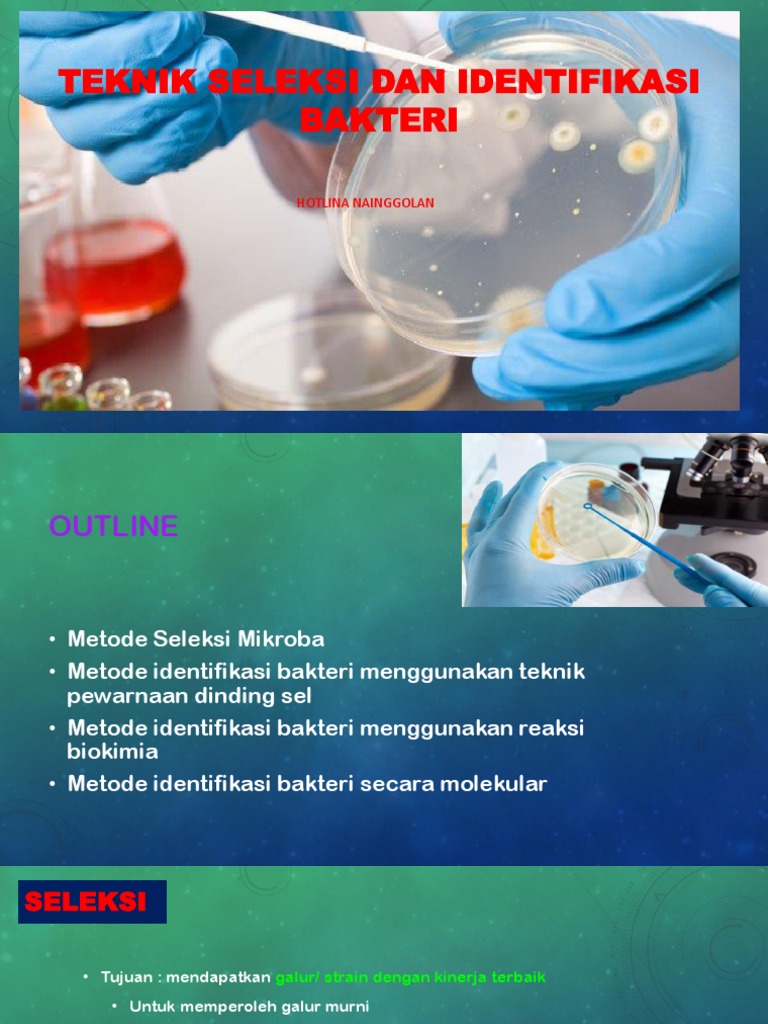 Metode Seleksi Dan Identifikasi Bakteri | PDF