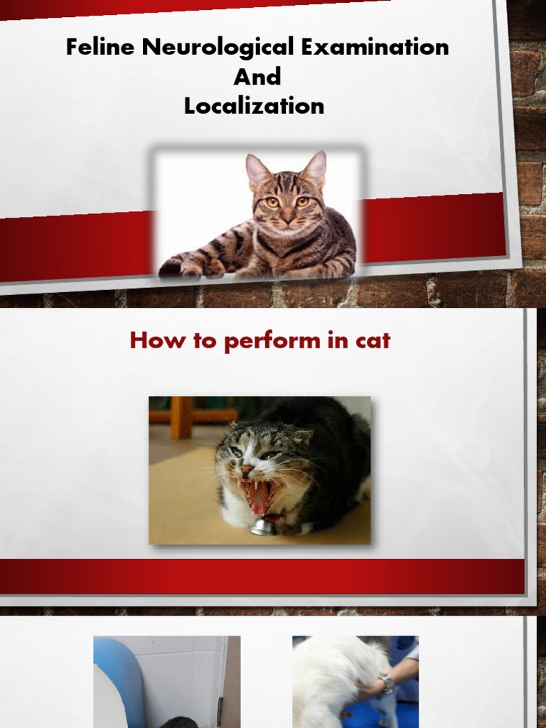 Feline Neurological Exam Guide | PDF | Nervous System | Organ (Anatomy)